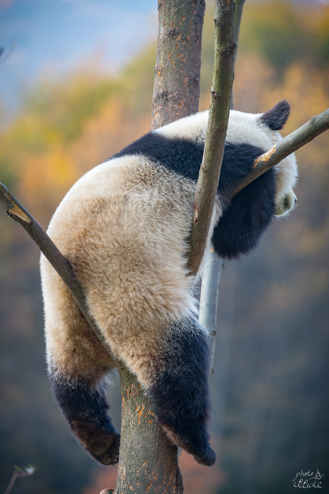 Kina – Thorvaldssons resor